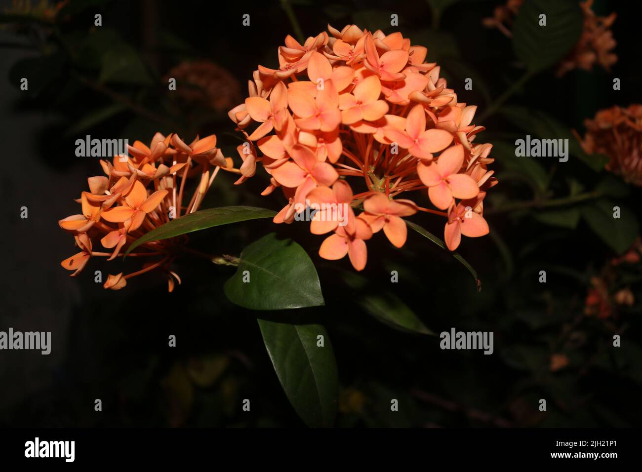 Beautiful asoka tree hi-res stock photography and images - Alamy