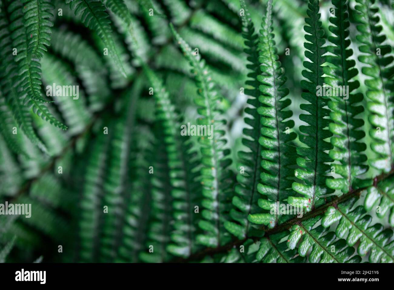 Set fern leaf drawing hi-res stock photography and images - Alamy