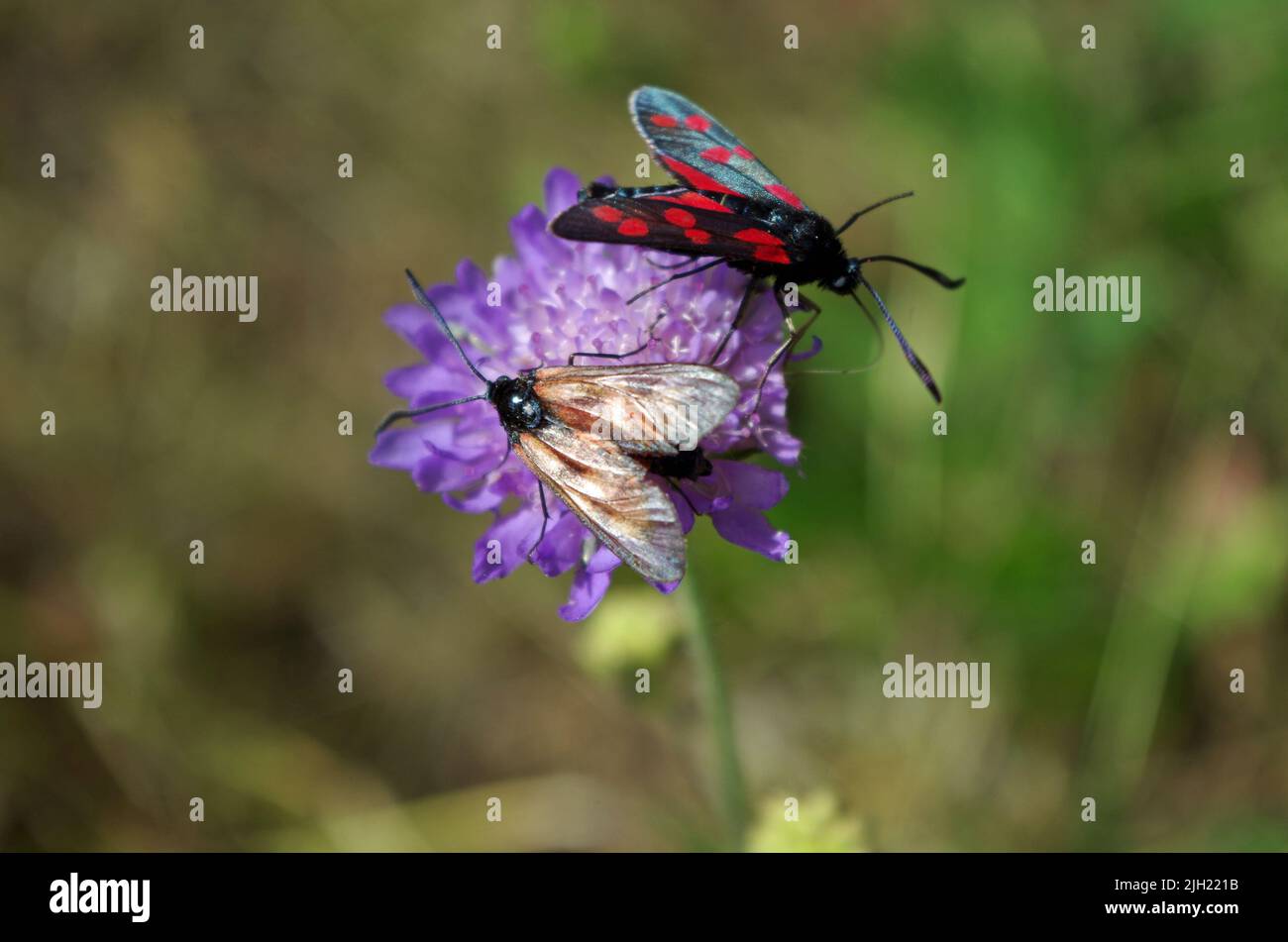 Cygans Insekt. Blood Drop Butterfly Stock Photo - Alamy