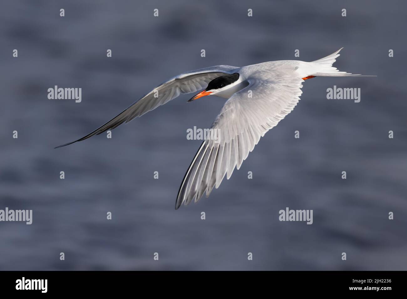 Common tern in flight Stock Photo - Alamy