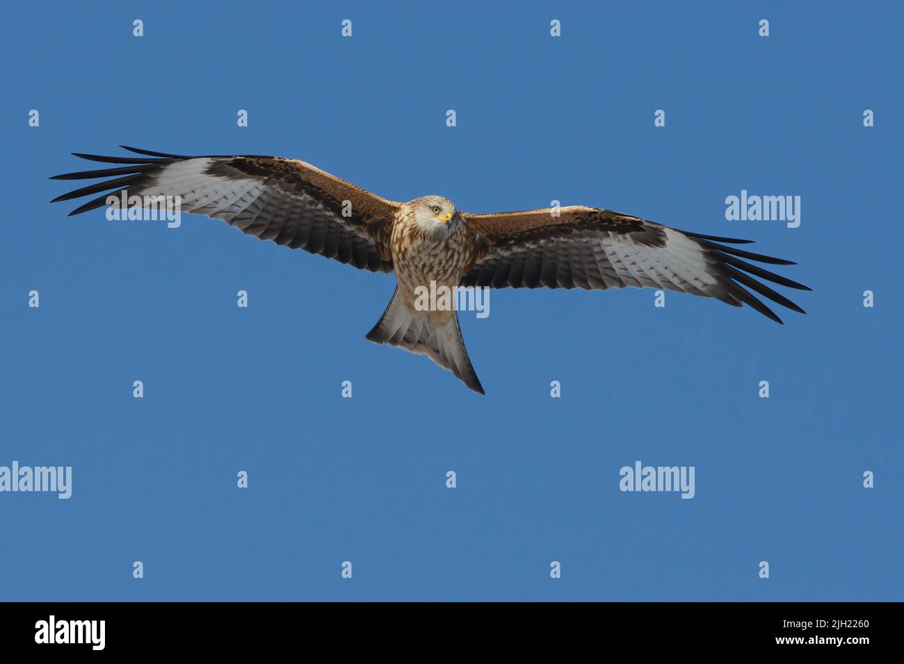 Red kite in flight with a perfect blue sky Stock Photo - Alamy
