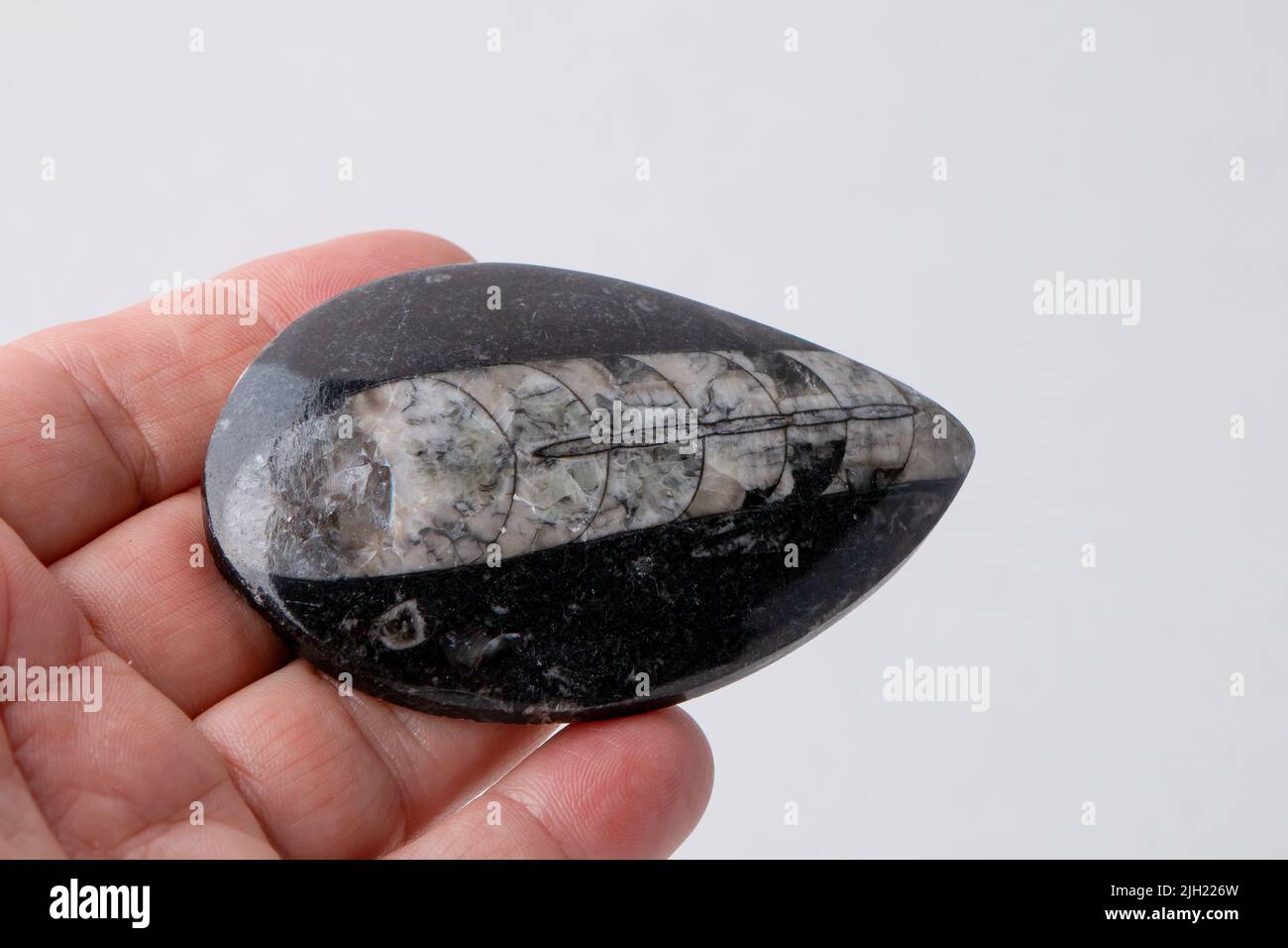 A human hand holding Orthoceras fossil - specimen of cephalopods from ...
