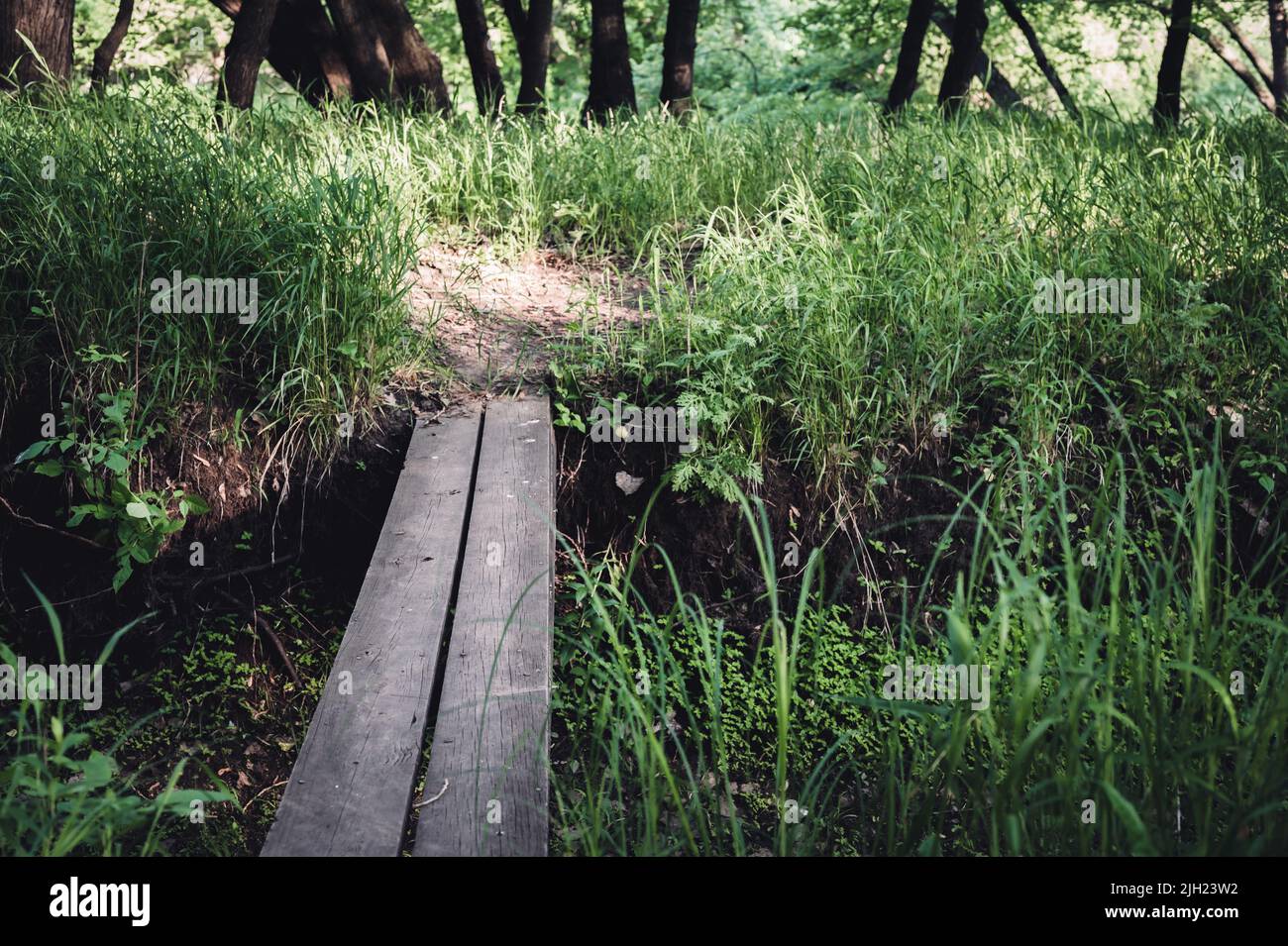 Two wood planks being used to cross an open ditch on a forest path ...