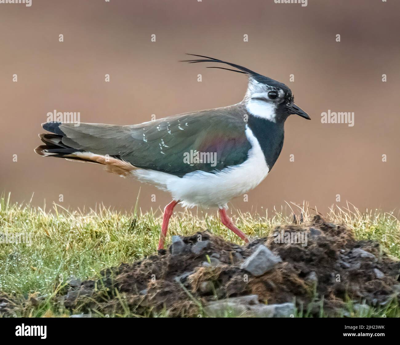 Lapwing flight uk hi-res stock photography and images - Alamy