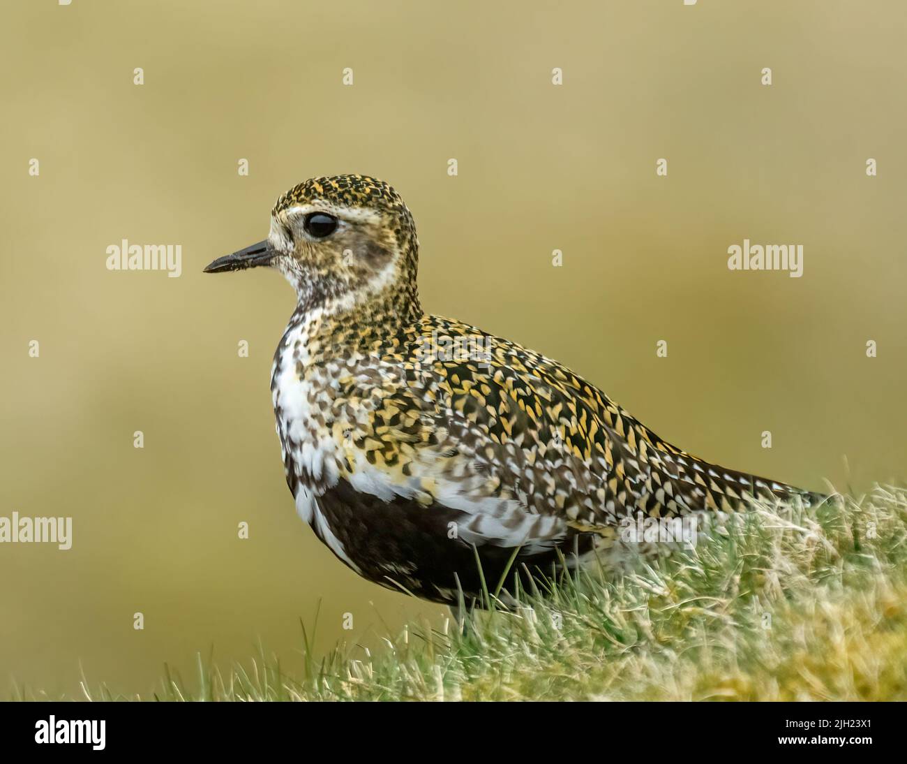 Golden plover flight uk hi-res stock photography and images - Alamy
