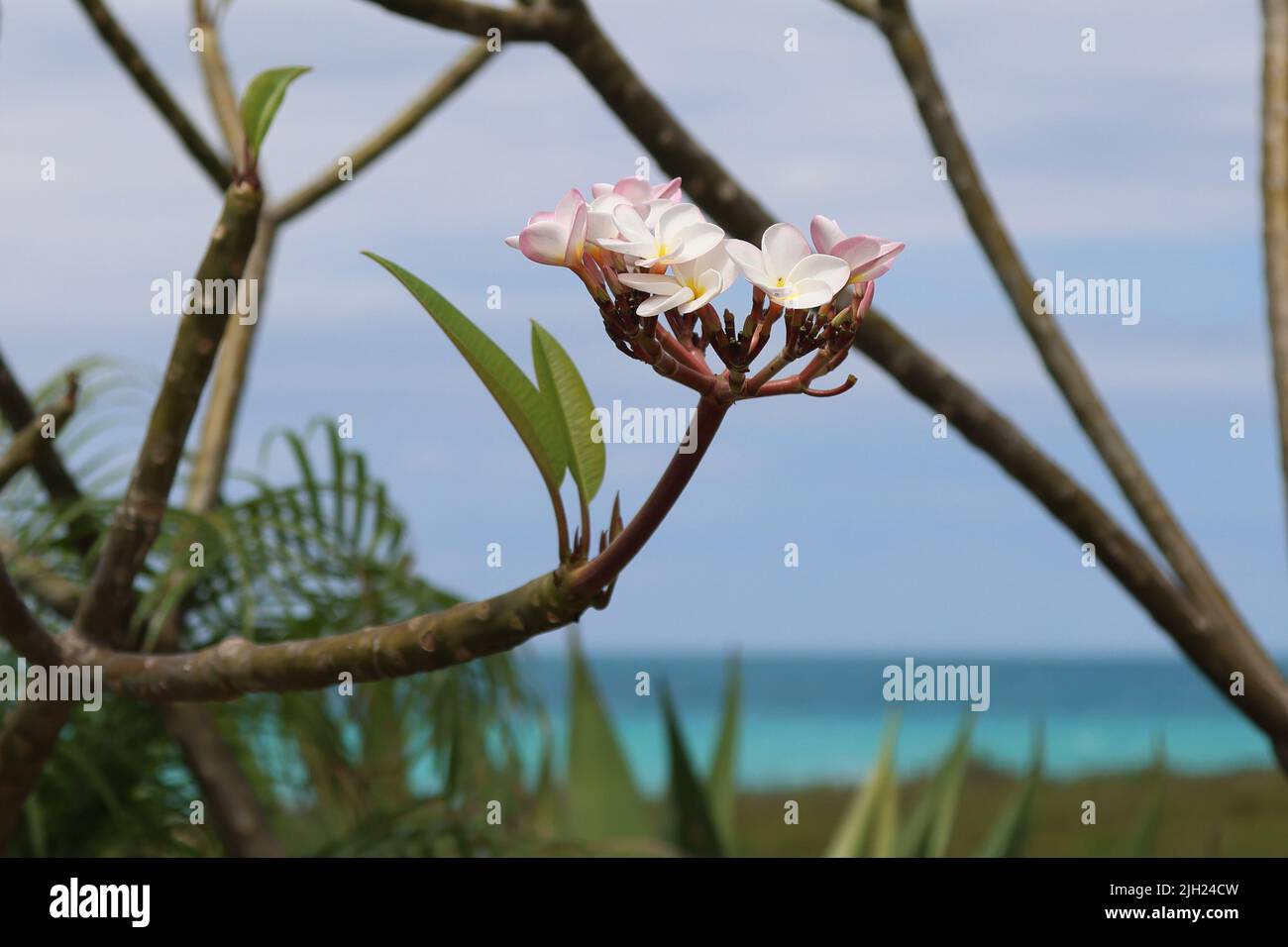 Beach moonflower hi-res stock photography and images - Alamy