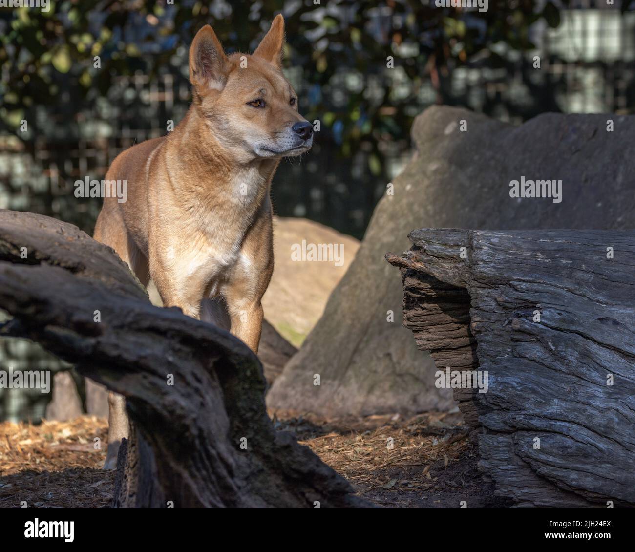 Australian dingo hi-res stock photography and images - Alamy