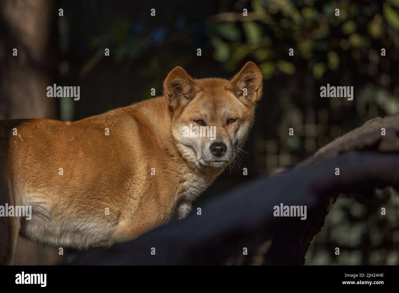 Australian ginger hi-res stock photography and images - Alamy