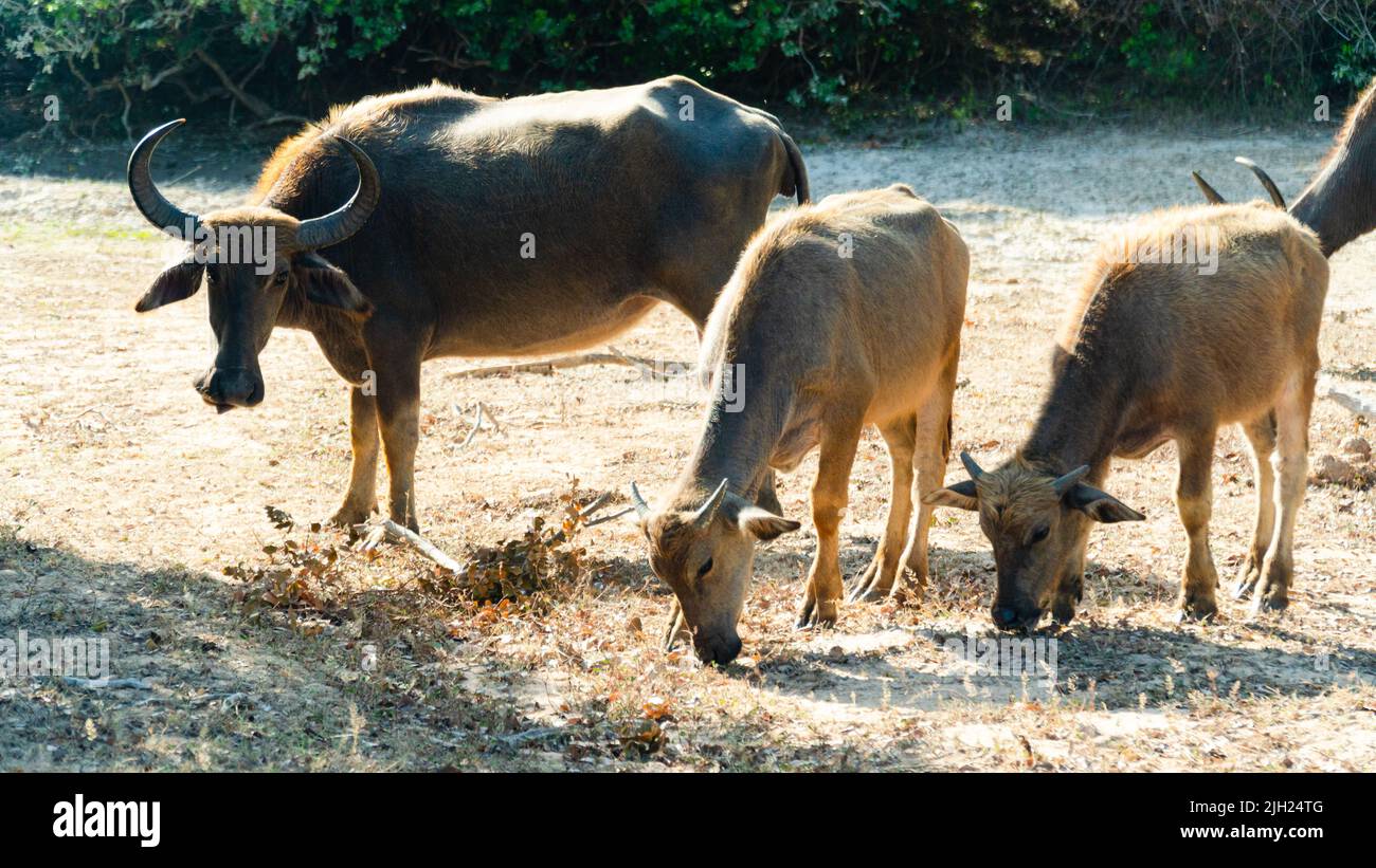 Buffaloes in the national park of Sri Lanka Stock Photo - Alamy