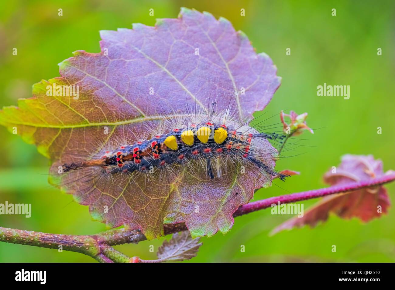 Rusty tussock moth caterpillar, Orgyia antiqua larva on leaf Stock ...