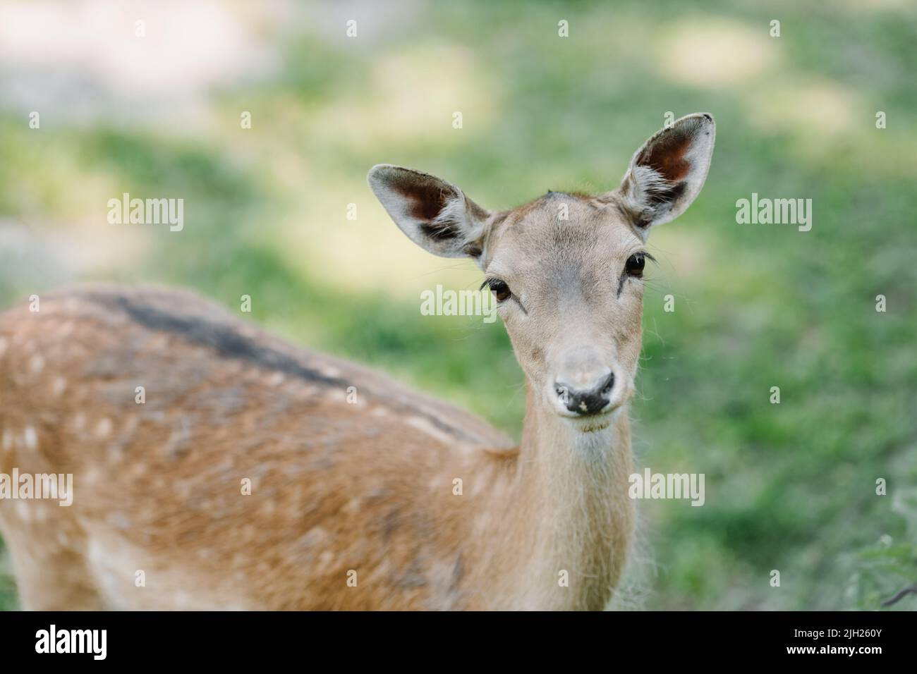 Spotted deer looks hi-res stock photography and images - Alamy