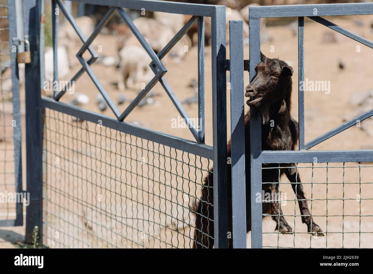 Goats behind fence hi-res stock photography and images - Alamy