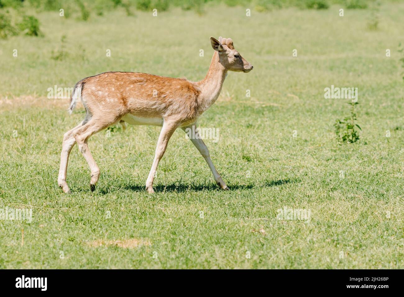 Buck spotted tail hi-res stock photography and images - Alamy