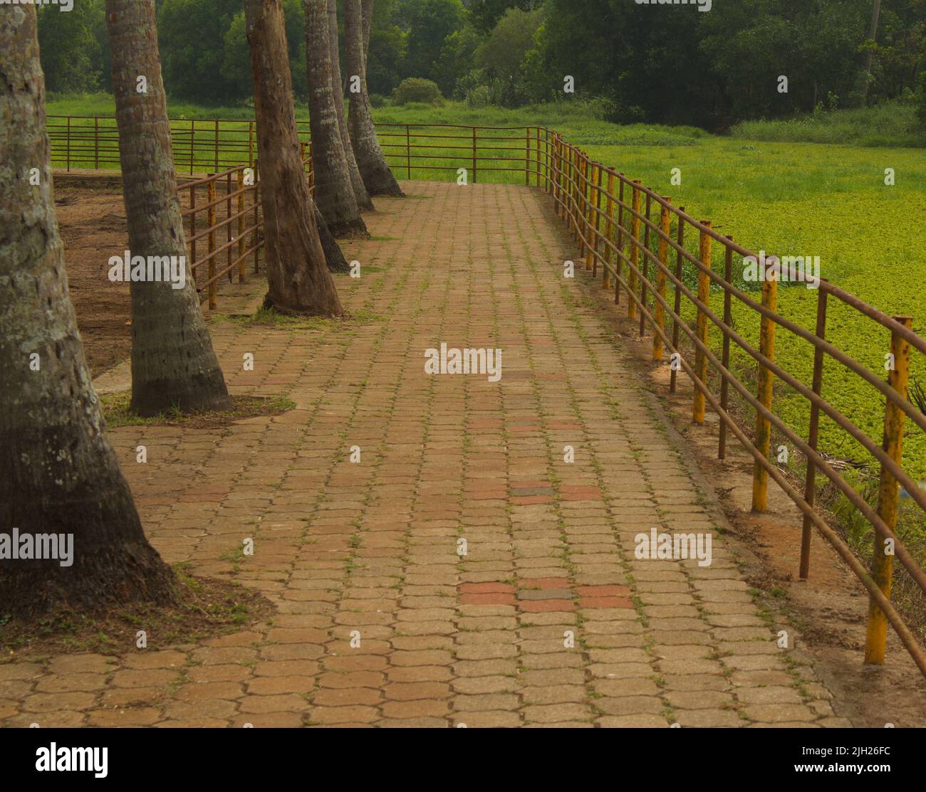 A walkway with coconut trees along the riverside Stock Photo - Alamy
