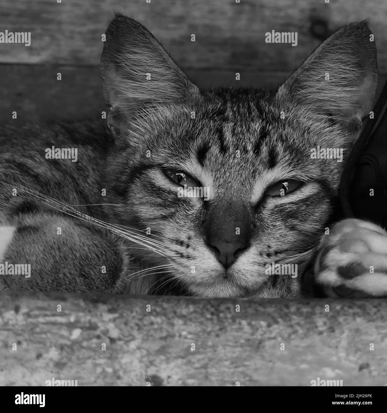 You are lovely Black and White Stock Photos & Images - Alamy