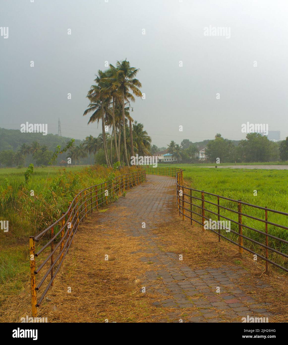 A walkway with coconut trees along the riverside Stock Photo - Alamy
