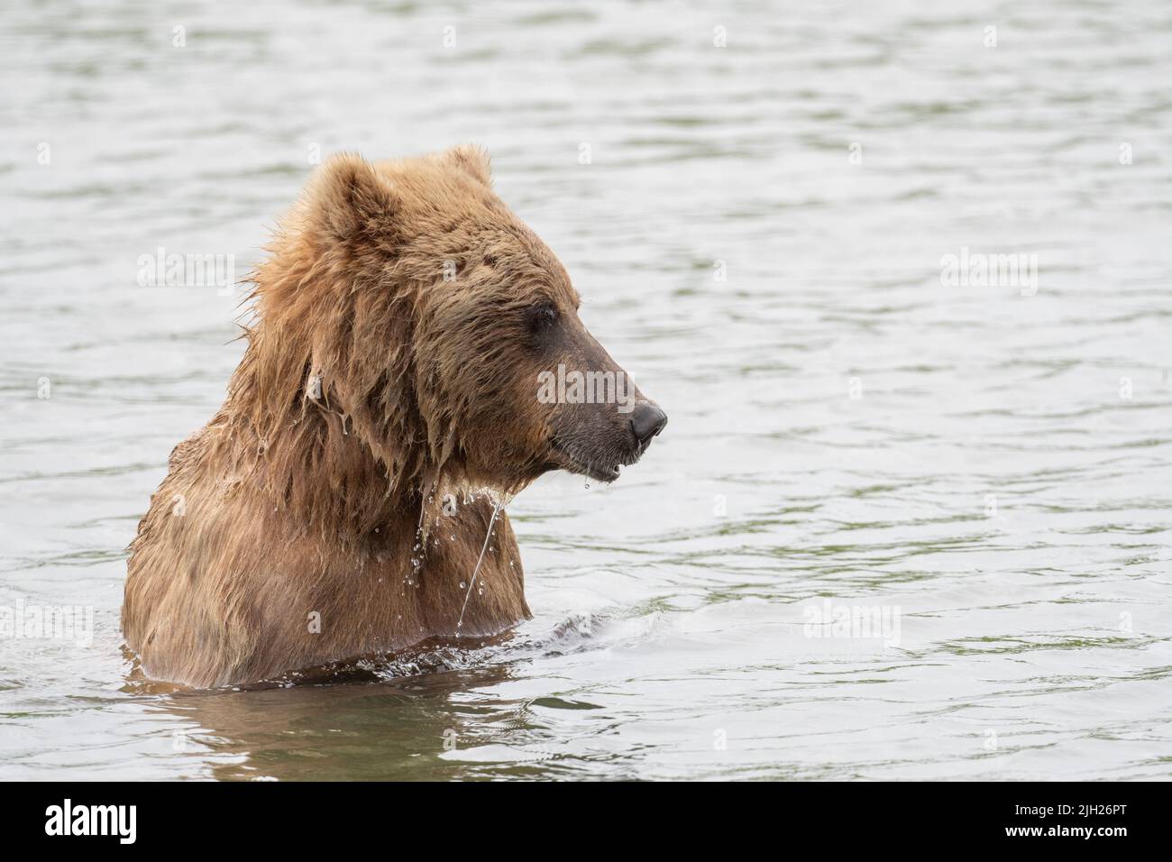 Alaskan brown bear fishing for salmon in Mikfik Creek in McNeil River ...