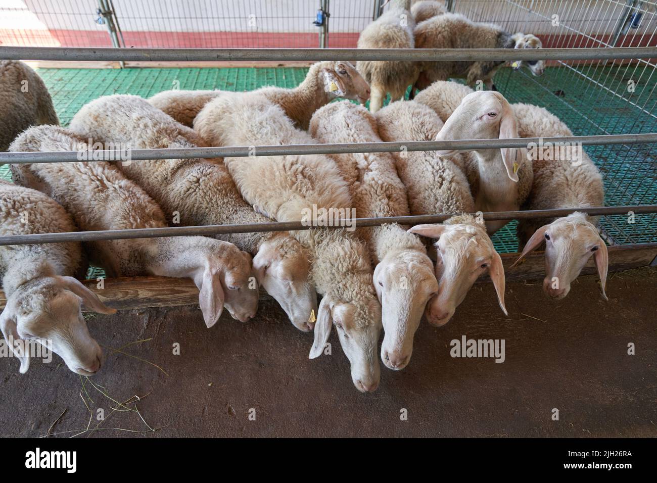 Herd of sheep on the farm waiting for food Stock Photo - Alamy