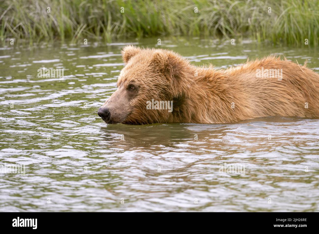 Alaskan brown bear fishing for salmon in Mikfik Creek in McNeil River ...