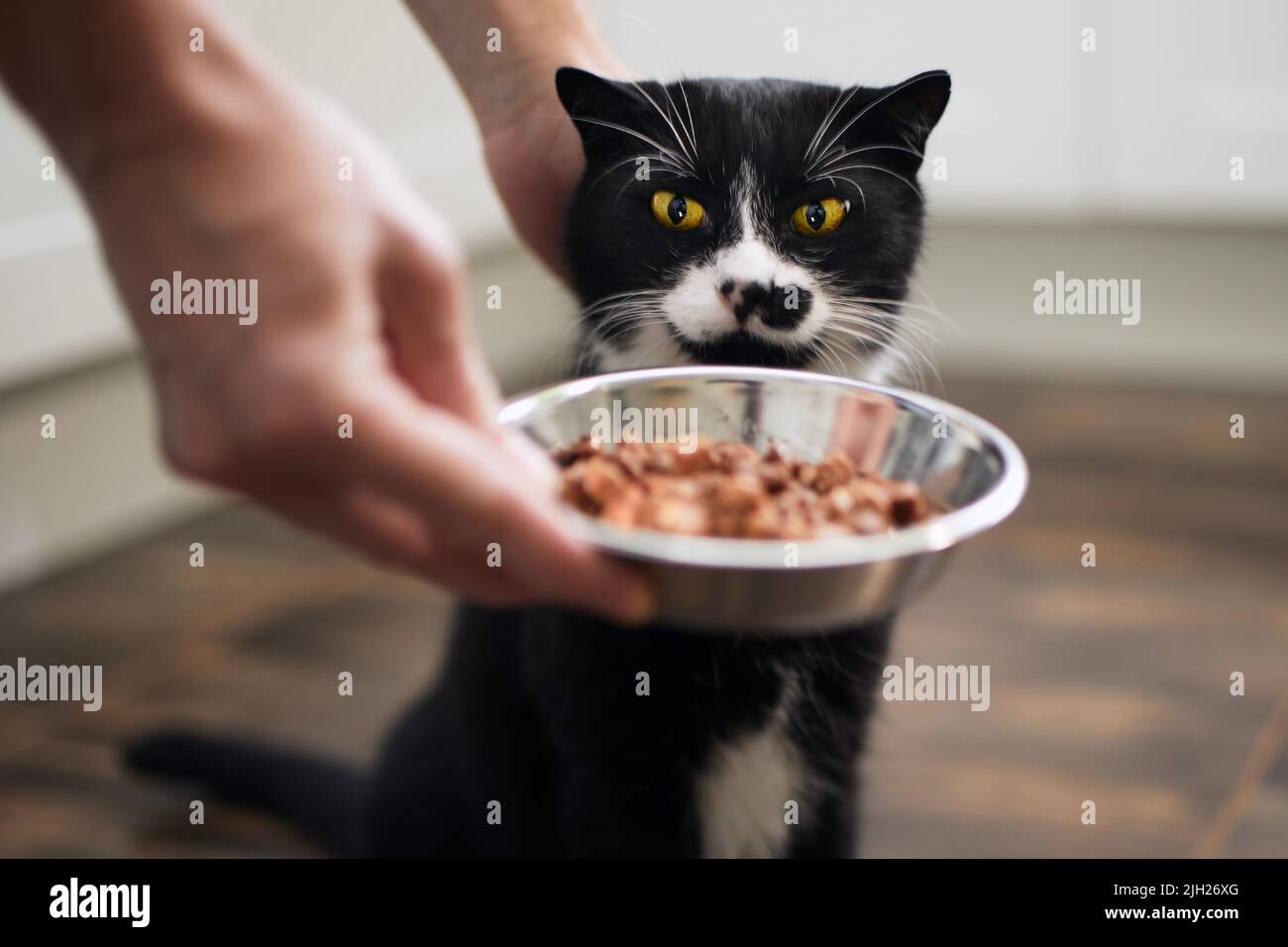 Domestic life with pet. Man giving feeding his hungry cat at home Stock ...