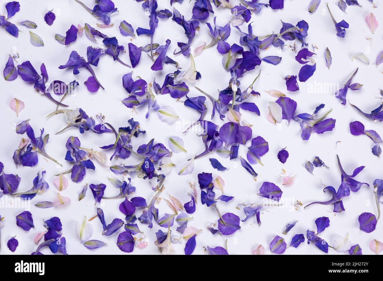 background with violet field flowers on a white background Stock Photo ...