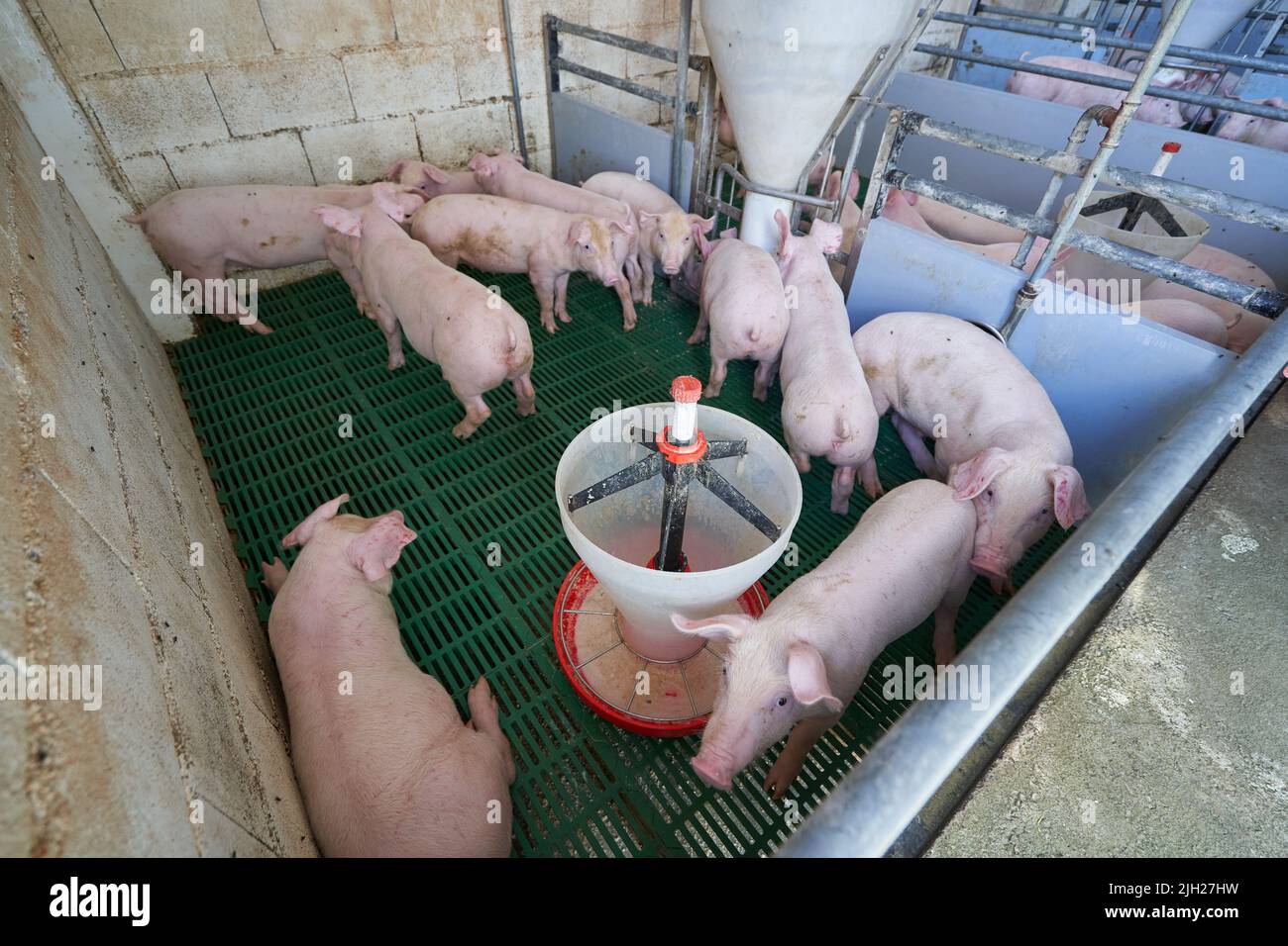 Large pigs in a cramped space in farm Stock Photo - Alamy