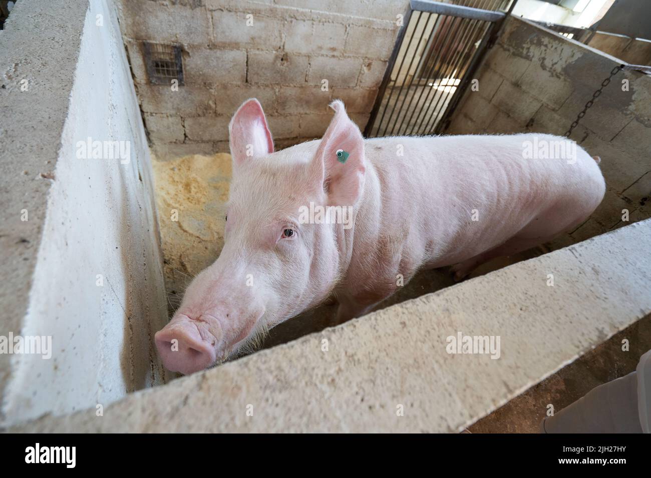 Funny pig looking at the camera on the farm Stock Photo - Alamy