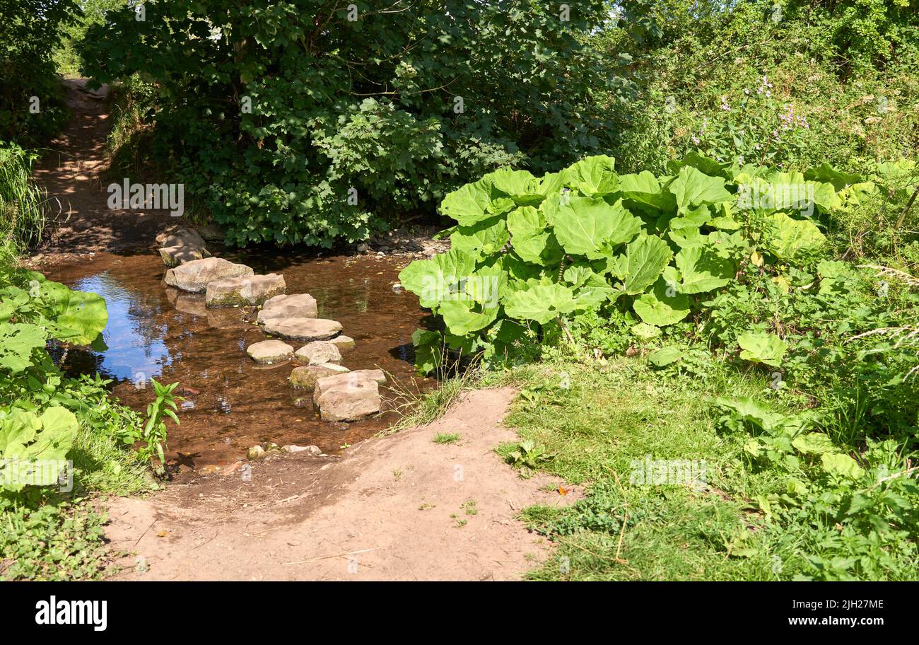Stepping stones in a shallow stream Stock Photo - Alamy