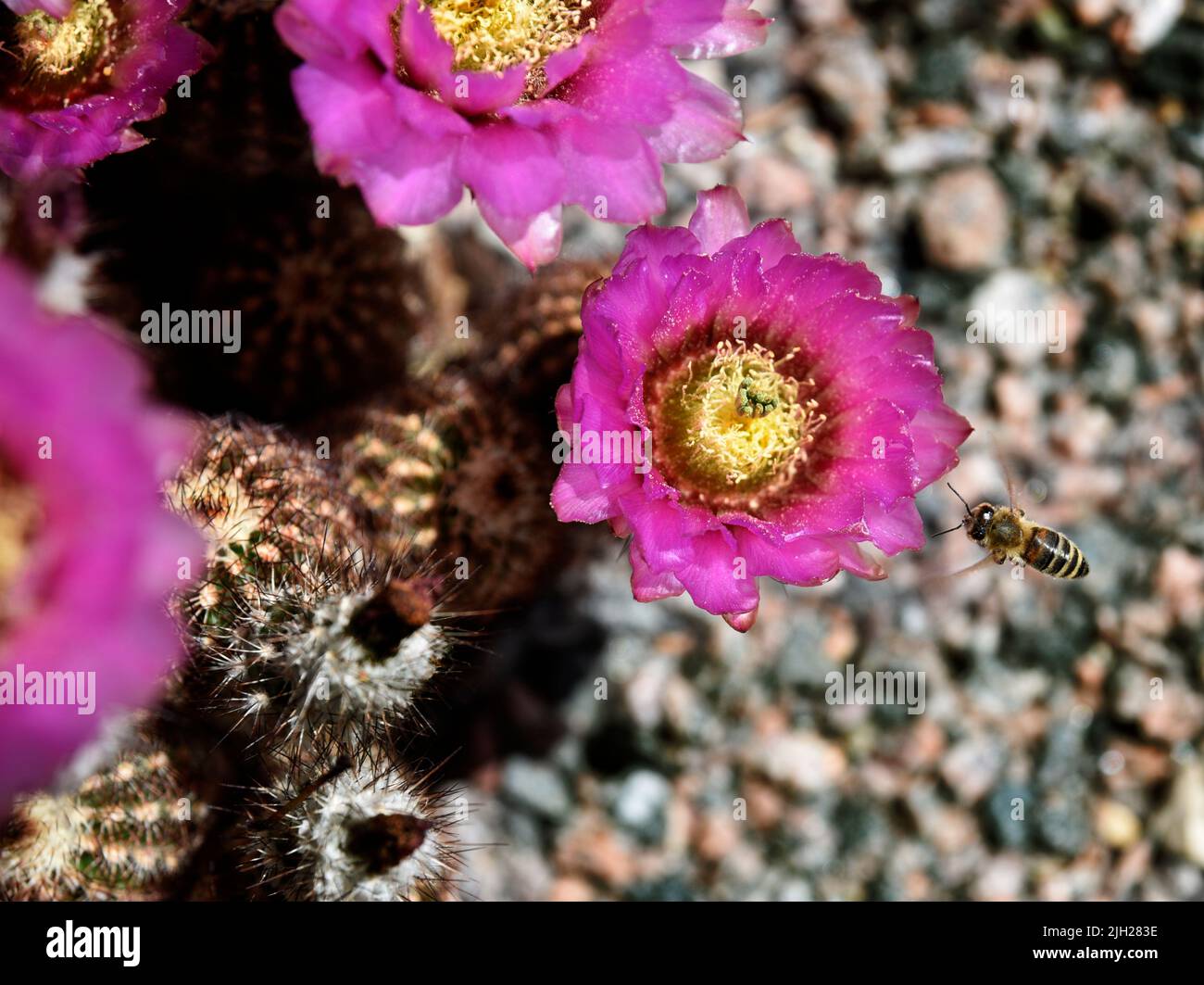 A western honey bee (Apis Mellifera) feeds on a blooming hedgehog ...