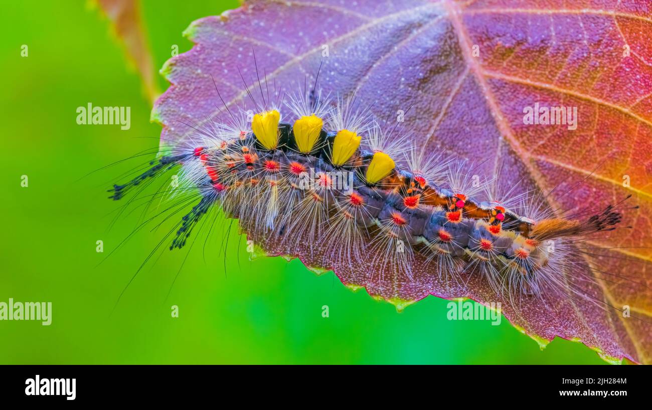 Rusty tussock moth caterpillar, Orgyia antiqua larva on leaf Stock ...