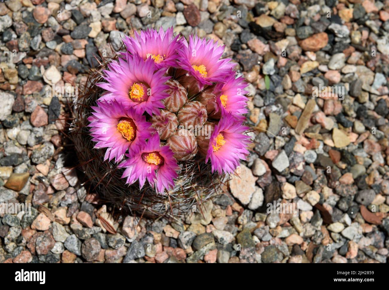 Beehive cactus hi-res stock photography and images - Alamy