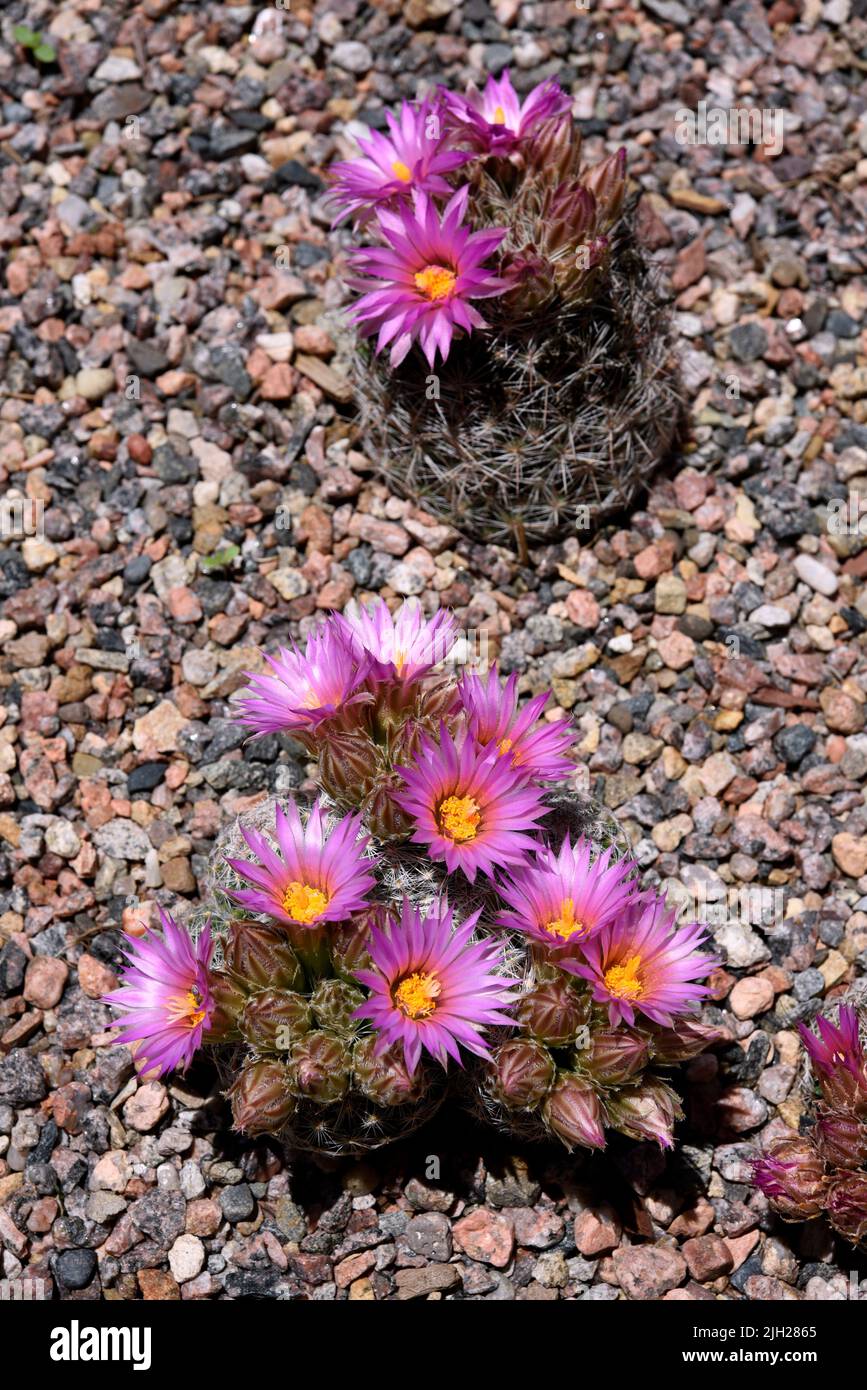 Beehive cactus (Escobaria vivipara), also known as pincushion cactus ...