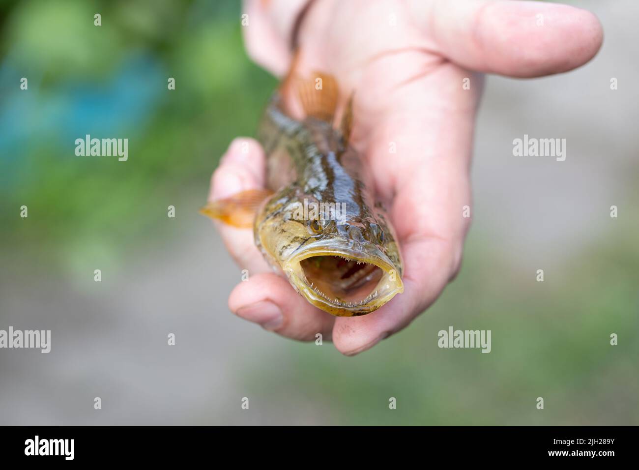 Catching rotan. Fishing on the lake. Rotan fish in the hand of a male ...