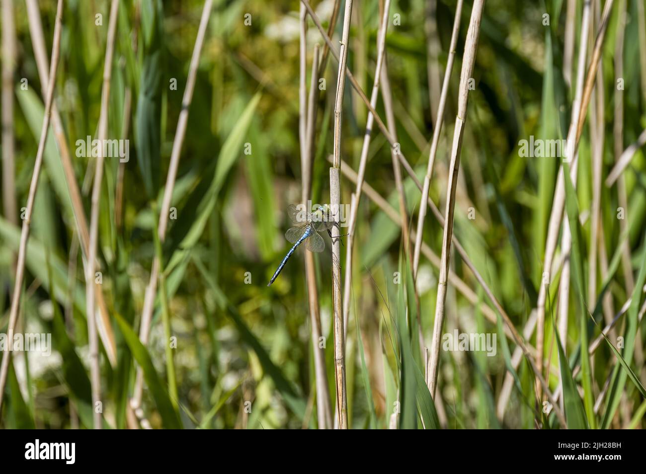 A male emperor dragonfly, or blue emperor dragonfly, Anax imperator ...