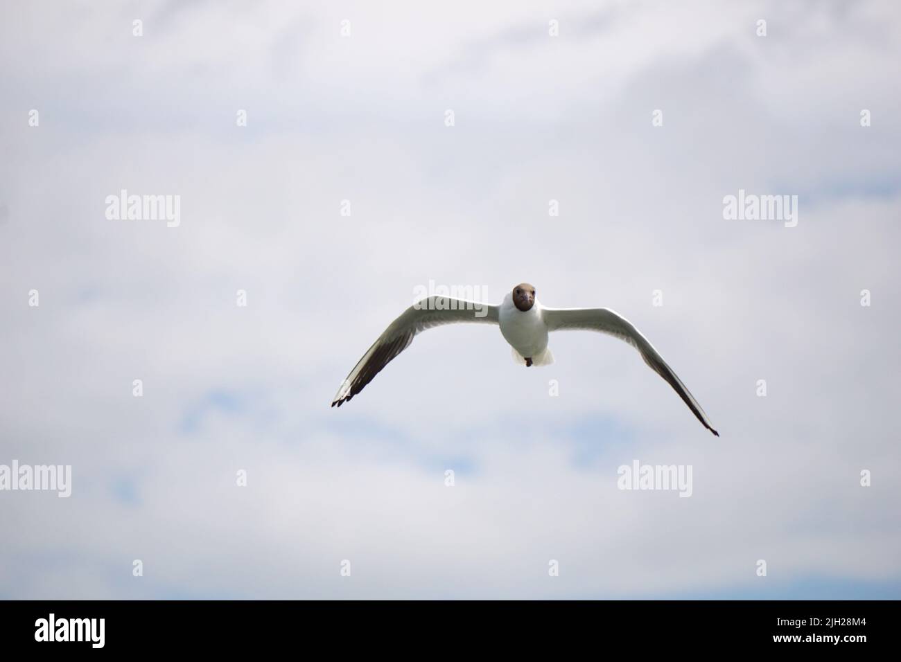 Seagull flying front view hi-res stock photography and images - Alamy