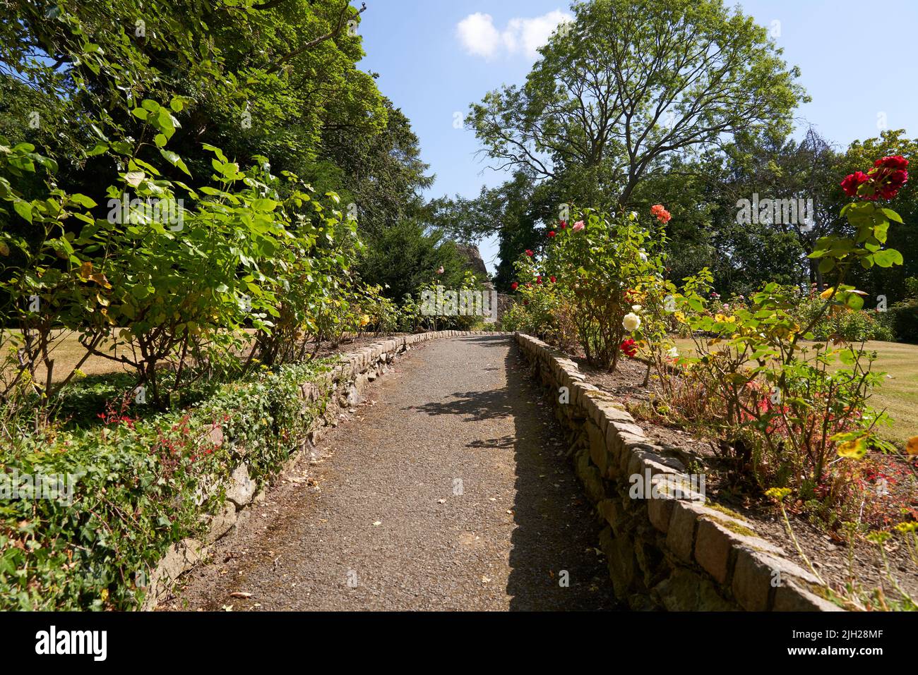Roses growing on path hi-res stock photography and images - Alamy