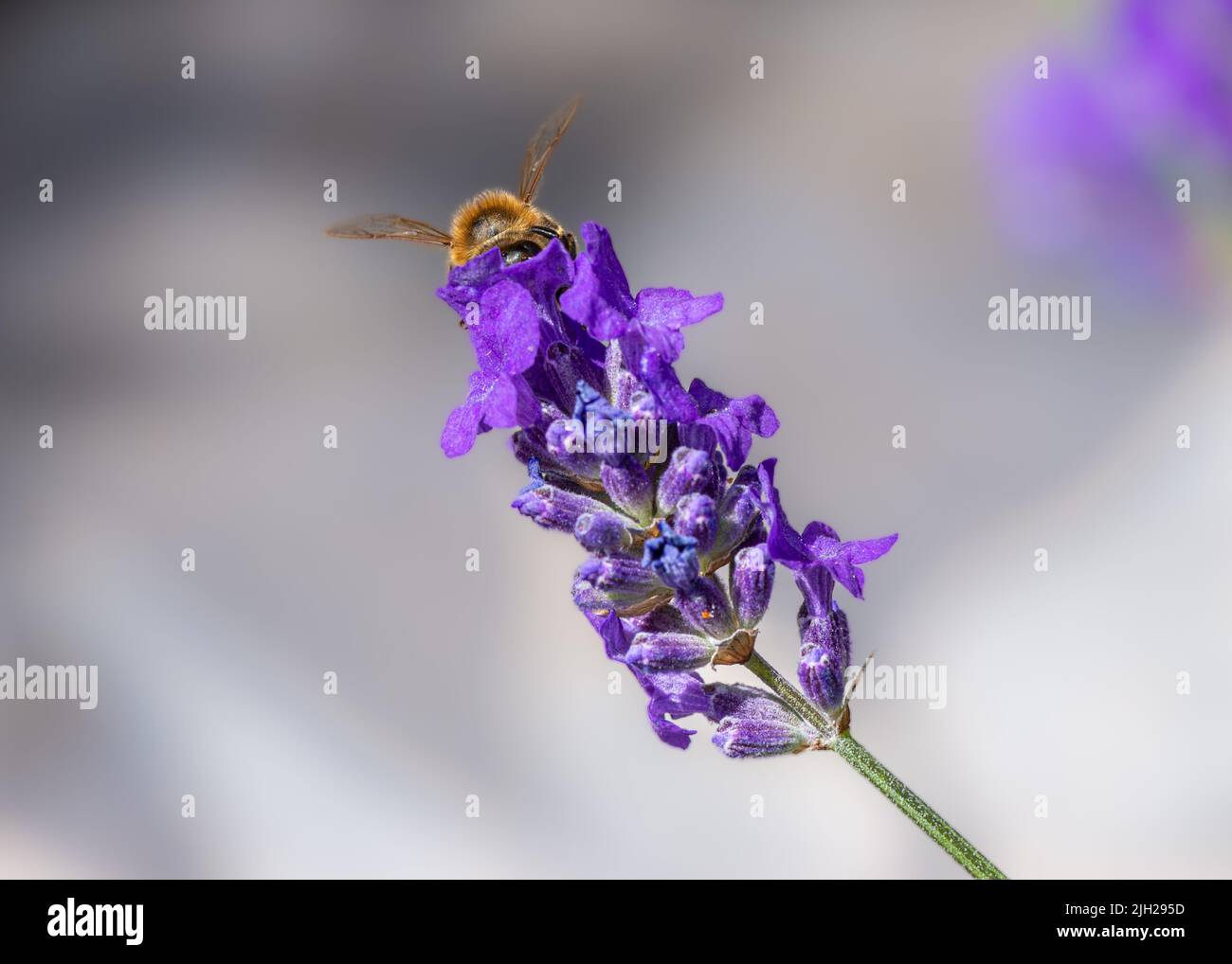 Bee on Lavender Stock Photo - Alamy