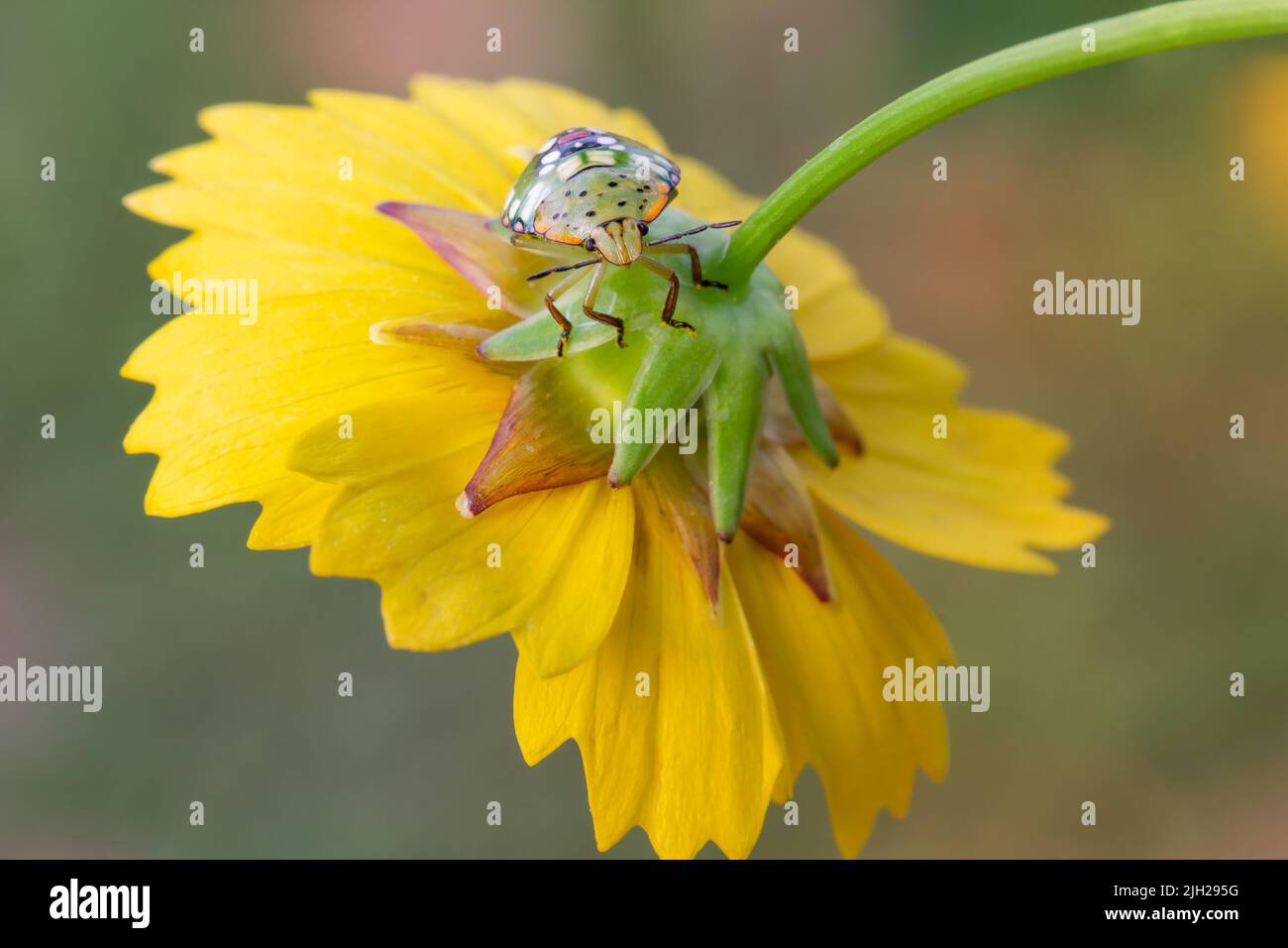 Pentatomoidea Insects Sitting On Inverted Cosmos Flower Stock Photo - Alamy