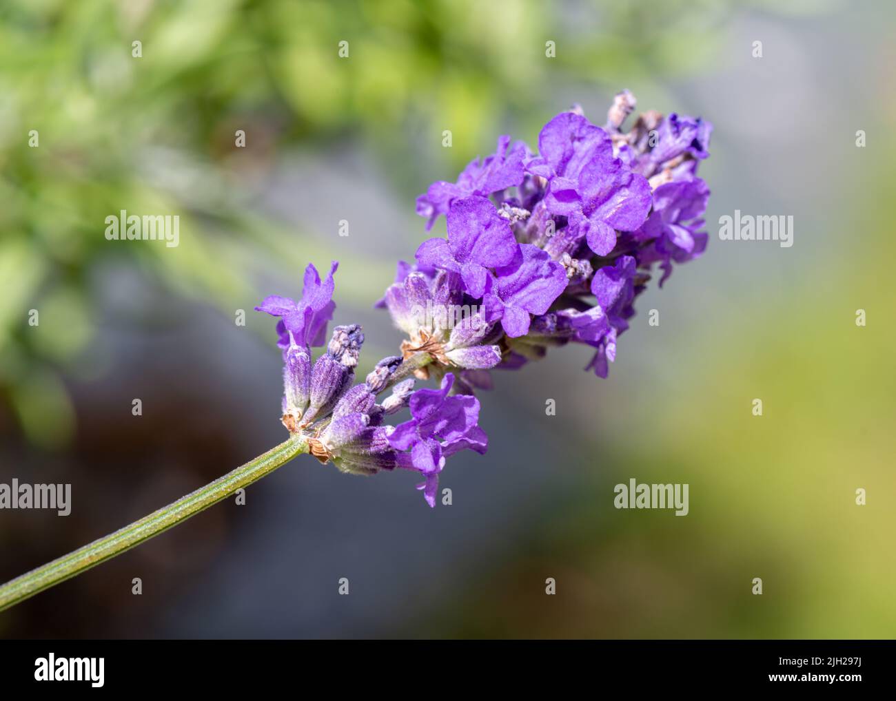 Lavender and purple flowers hi-res stock photography and images - Alamy