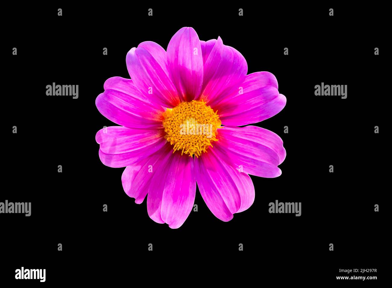 A close View of a Pink Dalia Flower With Yellow In Center On A Black ...