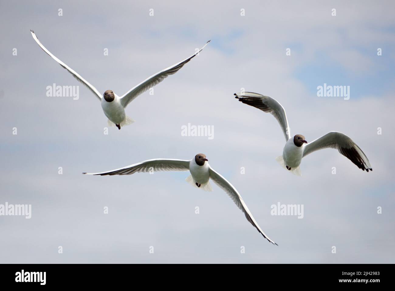 Three black and white seagulls flying Stock Photo - Alamy
