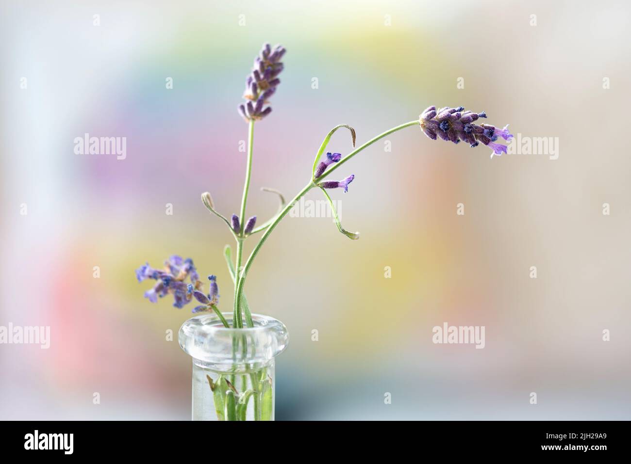 Lavender and purple flowers hi-res stock photography and images - Alamy