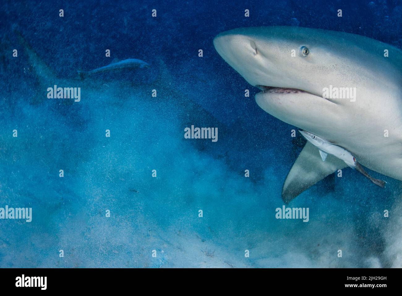 Head of a bullshark (Carcharhinus leucas) in a silty bottom Stock Photo ...