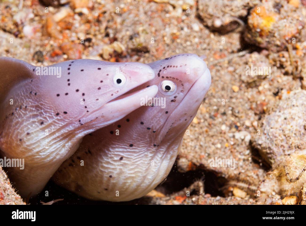 Couple of grey morays in their shelter Stock Photo - Alamy