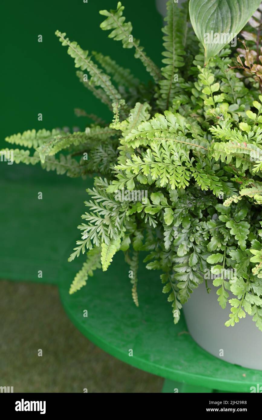 Bush of nephrolepis hi-res stock photography and images - Alamy