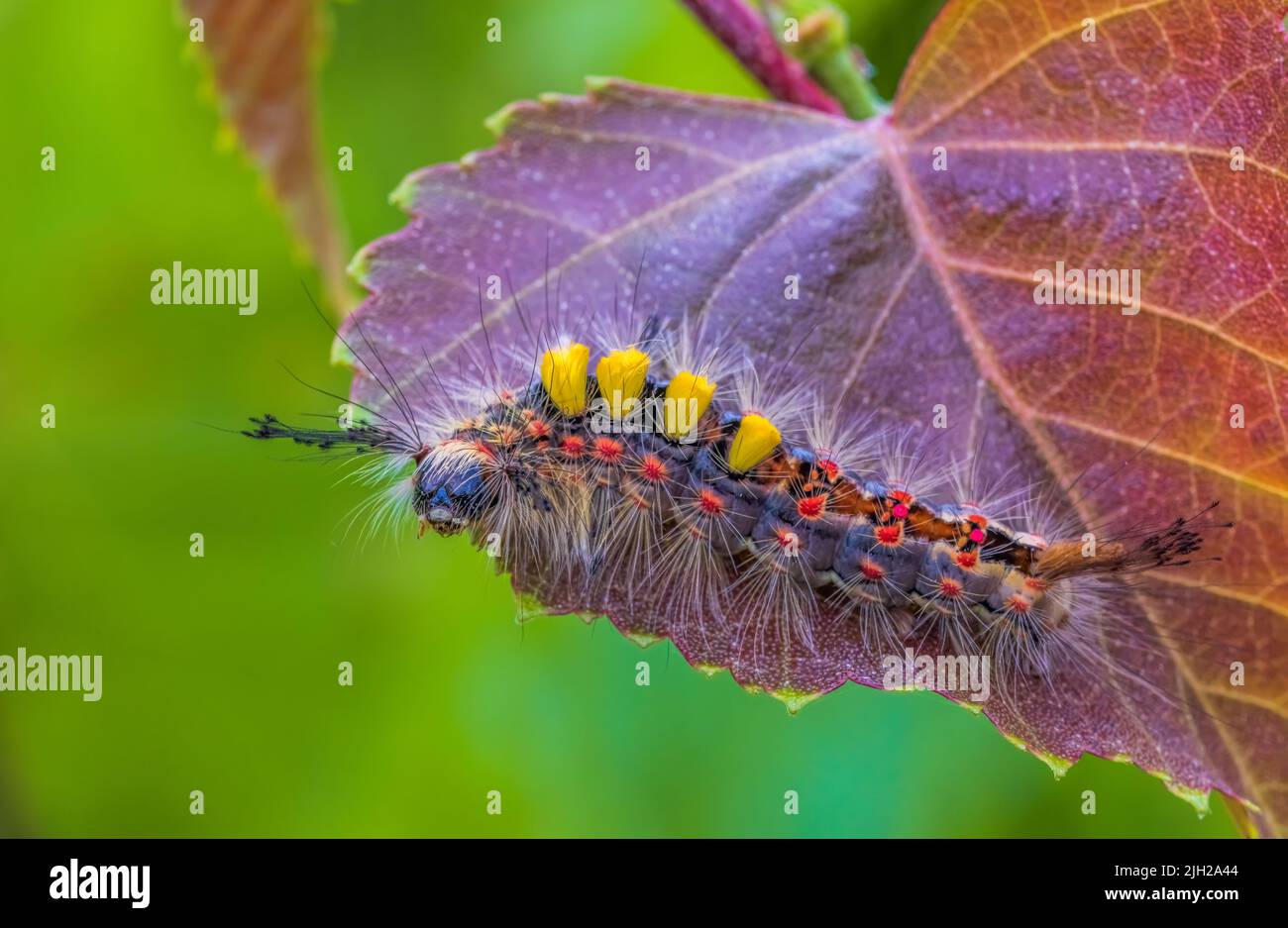 Rusty tussock moth caterpillar, Orgyia antiqua larva on leaf Stock ...