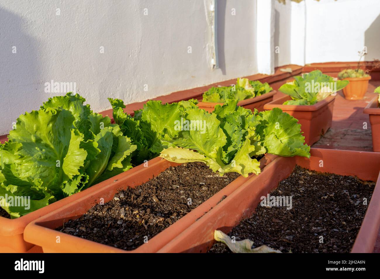 Rectangular plastic pot with green lettuce shoots in an urban garden ...