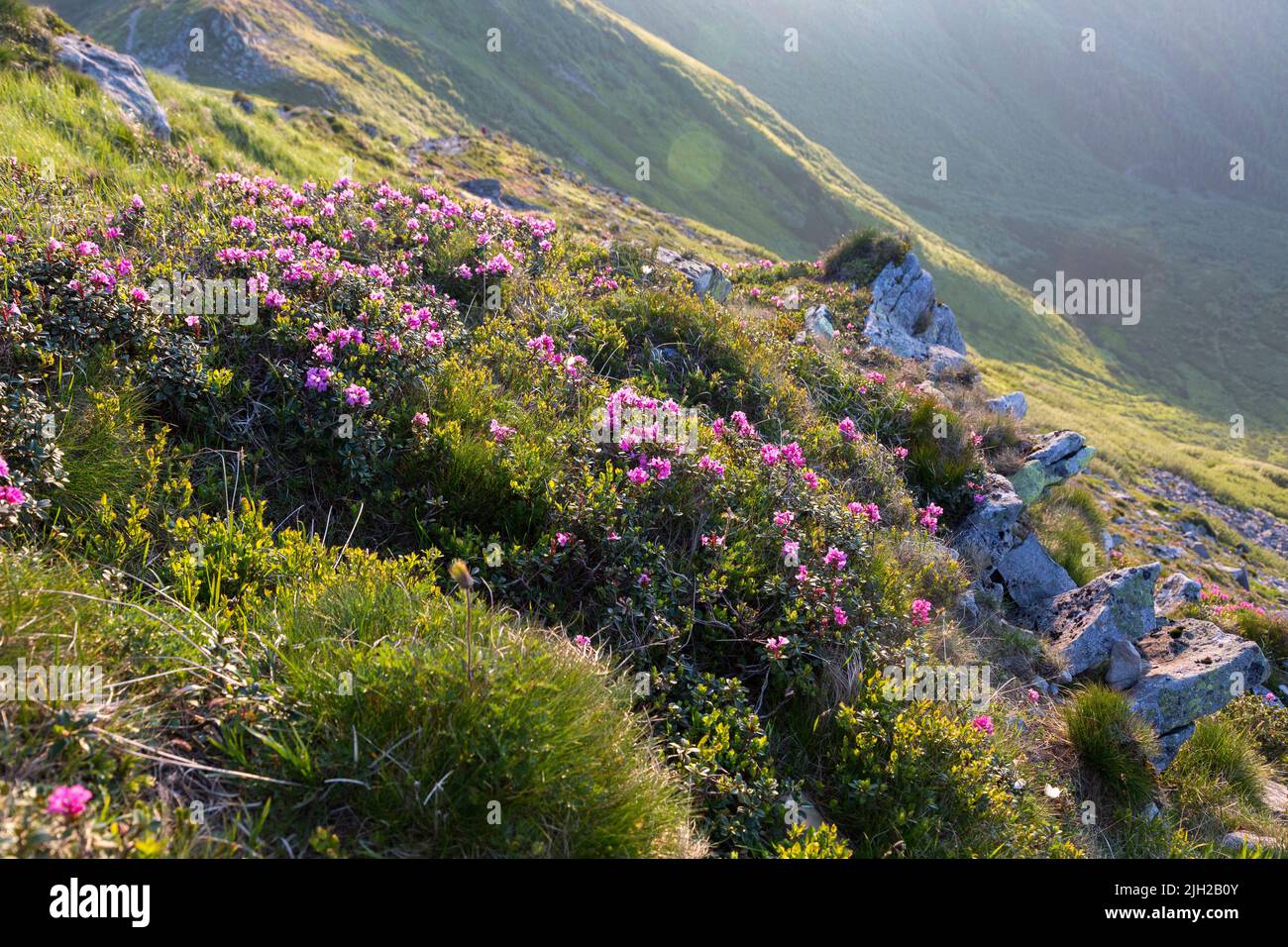 Mountain stoned hill covered with flowering rhododendron. Beautiful ...