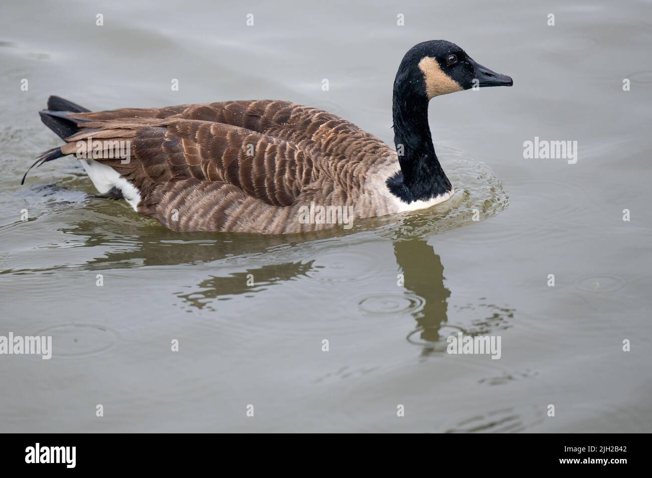 Wet canada goose hi-res stock photography and images - Alamy