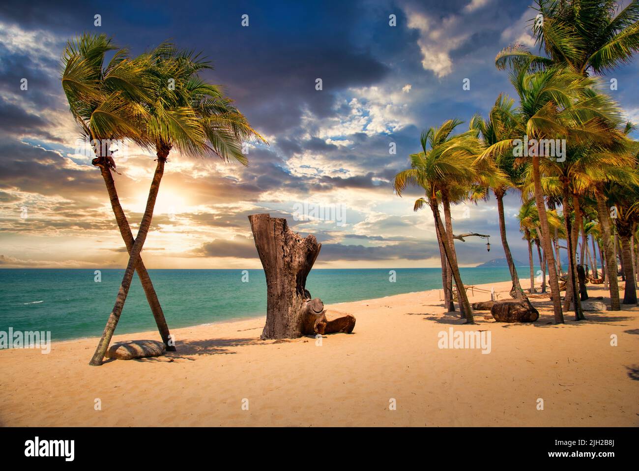Two coconut palm tree cross on the tropical beach at sunset Stock Photo ...